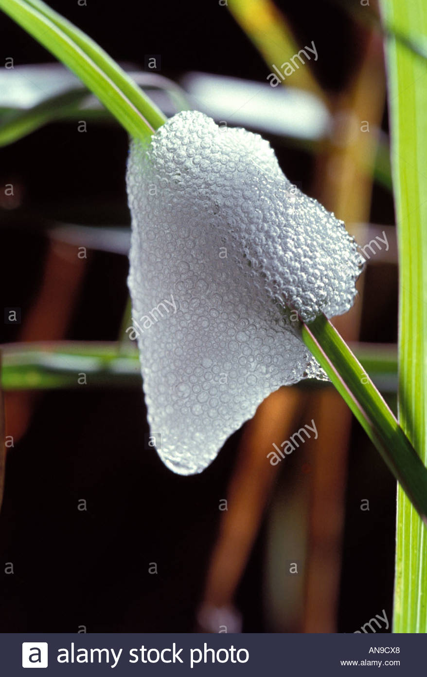 Spit Bugs Stock Photos & Spit Bugs Stock Images - Alamy