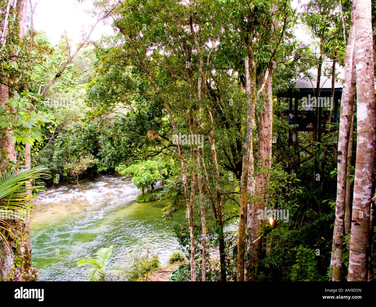 River in Daintree Rainforest, Queensland, Australia Stock Photo - Alamy