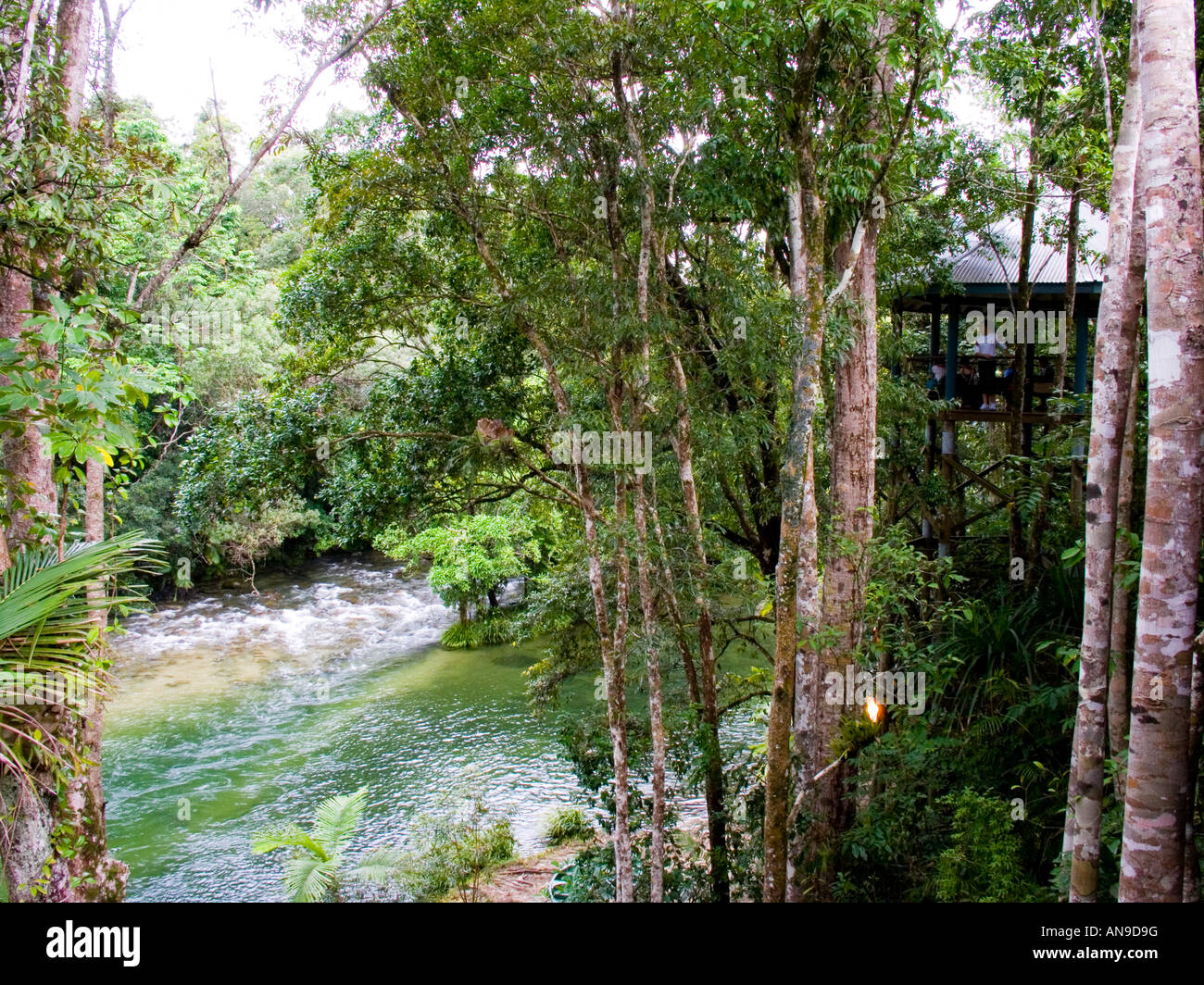 River in Daintree Rainforest, Queensland, Australia Stock Photo - Alamy