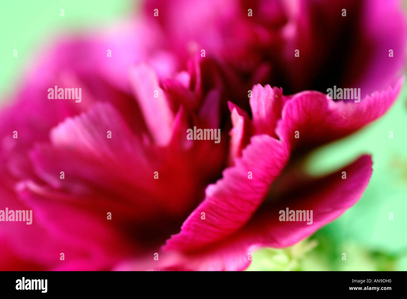 Carnation hardy carnation hi-res stock photography and images - Alamy