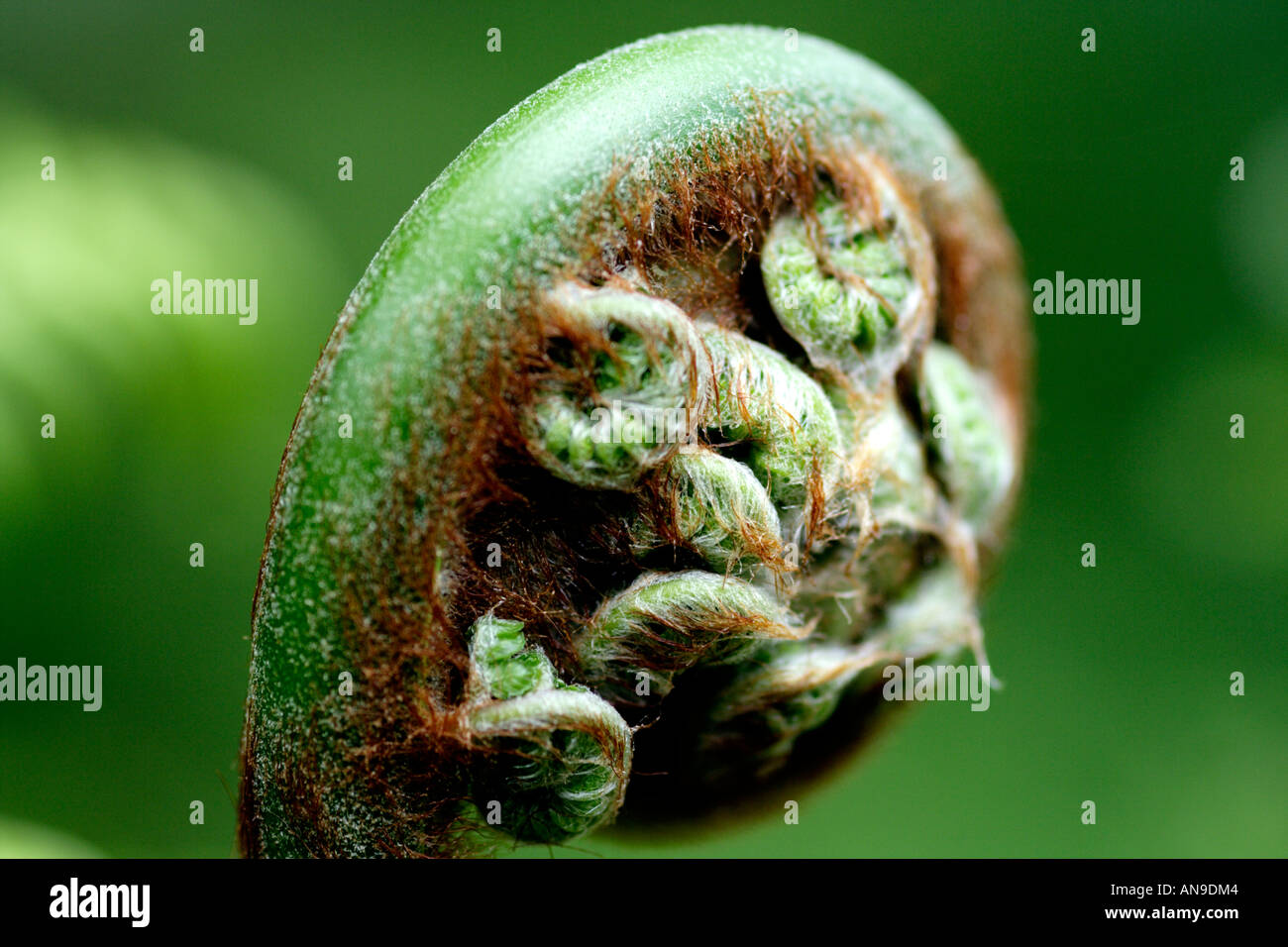 Variegated fern hi-res stock photography and images - Alamy