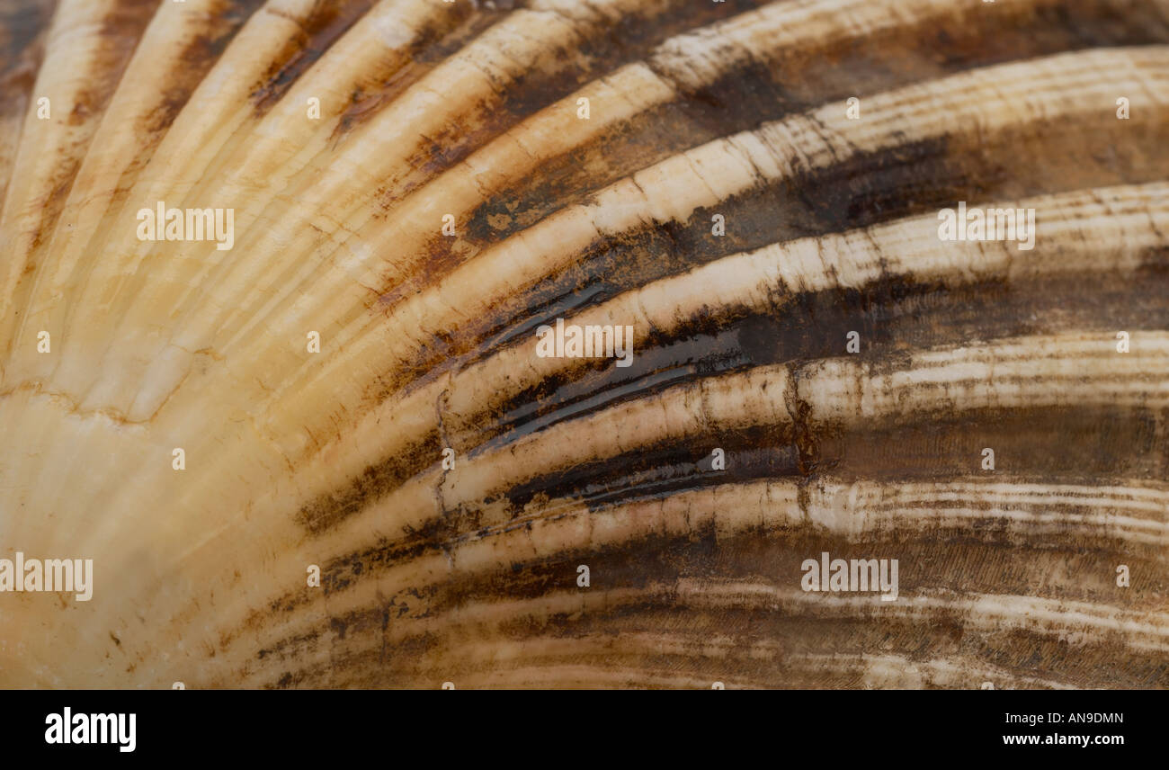 Scallop Shell close up Stock Photo - Alamy