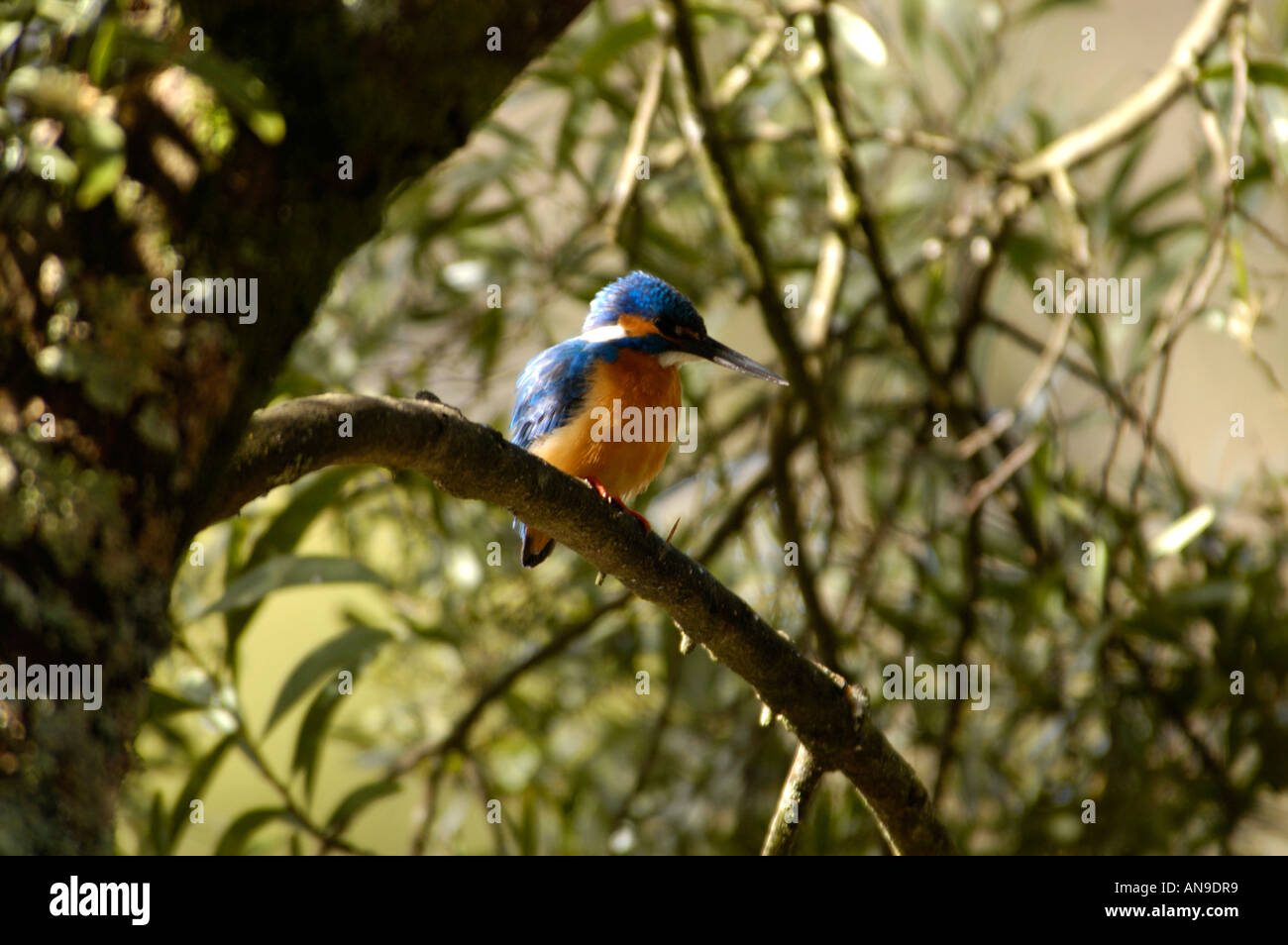 Blue kingfisher hi-res stock photography and images - Alamy