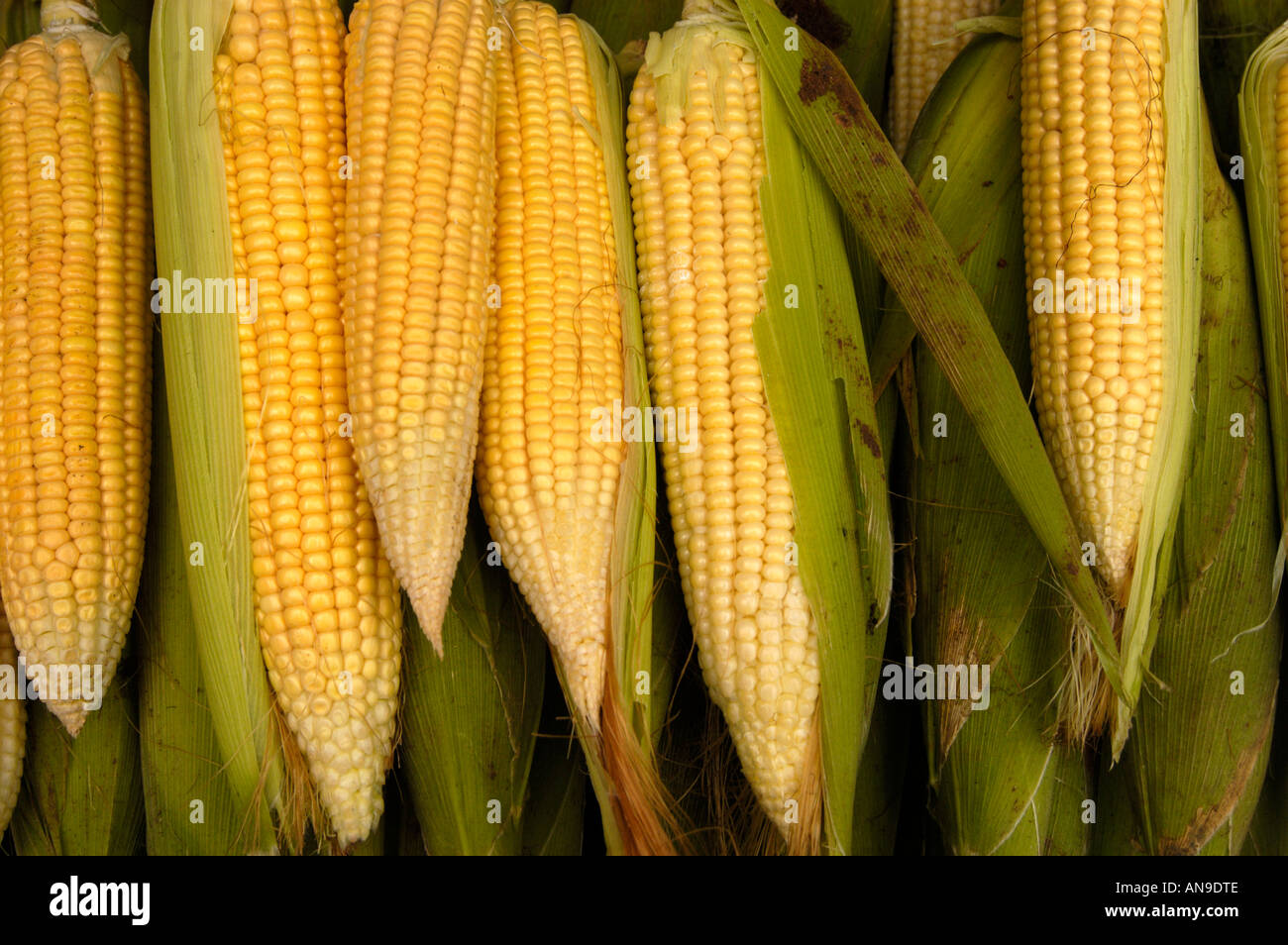 SWEET CORN IN A SHOP IN KODAIKANAL TAMILNADU Stock Photo - Alamy