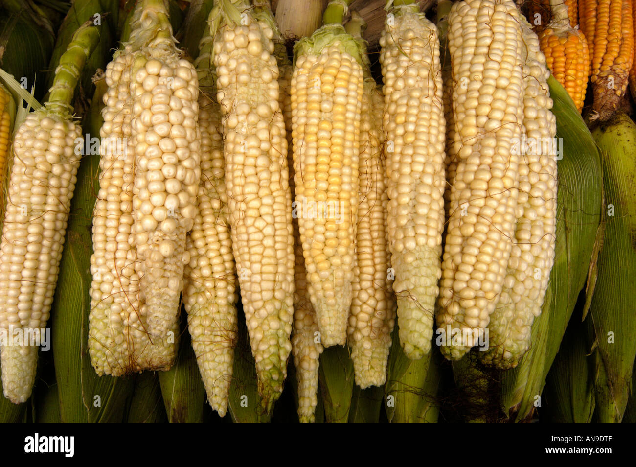 SWEET CORN IN A SHOP IN KODAIKANAL TAMILNADU Stock Photo - Alamy