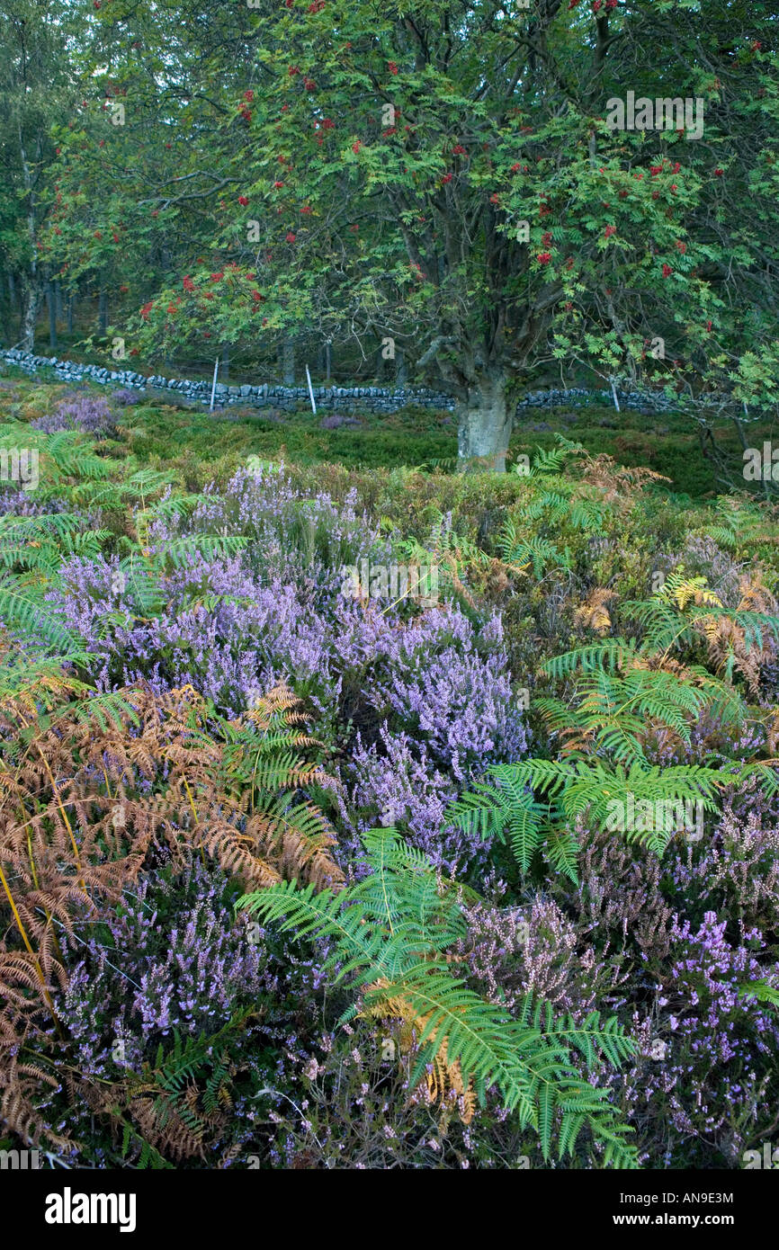 Flowering purple heather and ferns near Harbottle in Northumberland ...