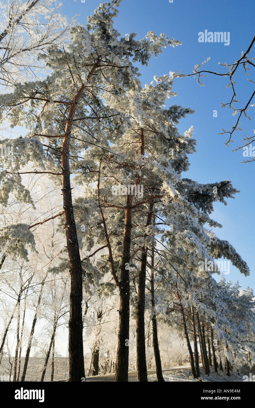 Glazed trees hi-res stock photography and images - Alamy
