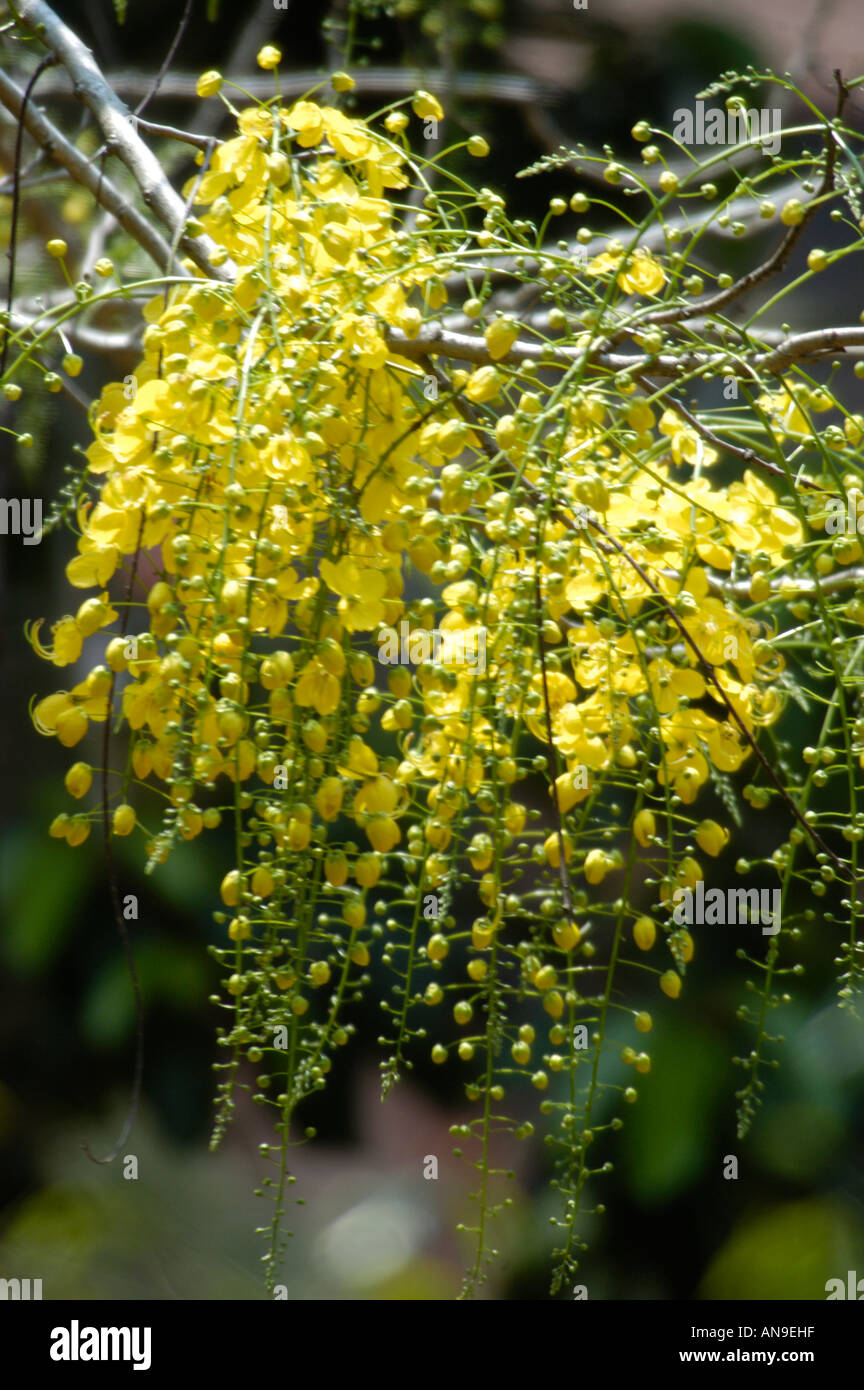KANIKONNA (CASSIA FISTULA), RELATED TO VISHU, OFFICIAL FLOWER OF KERALA ...