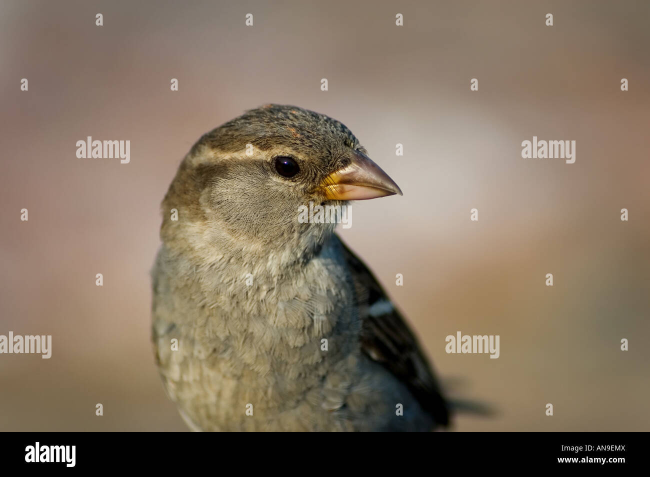 Bird with small head hi-res stock photography and images - Alamy