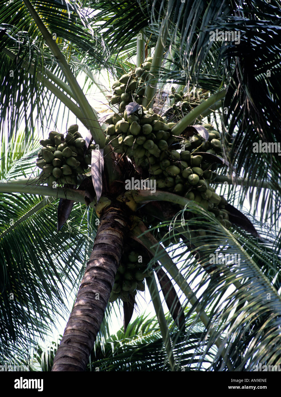 A COCONUT TREE KERALA Stock Photo - Alamy