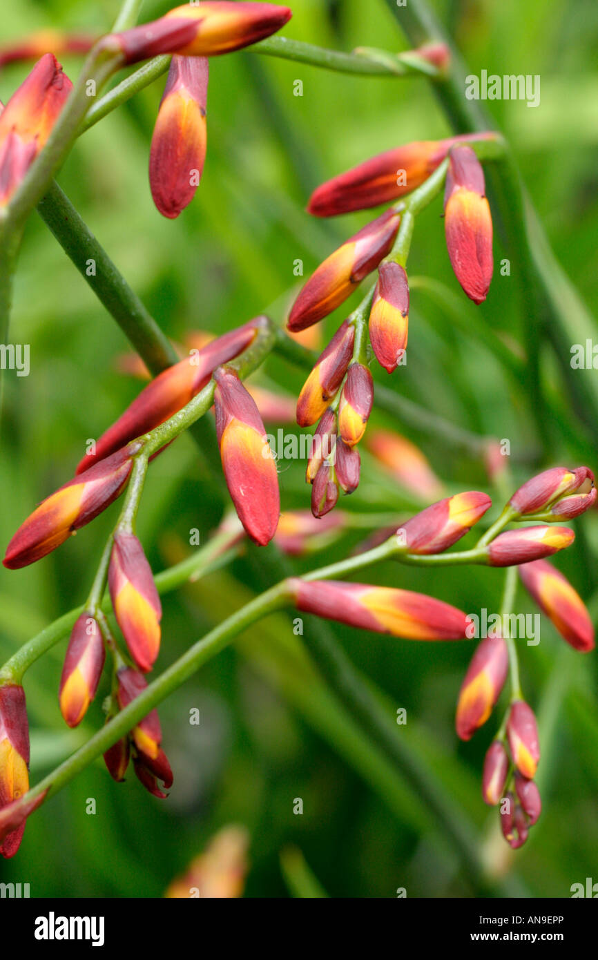 Crocosmia mrs morrison hi-res stock photography and images - Alamy