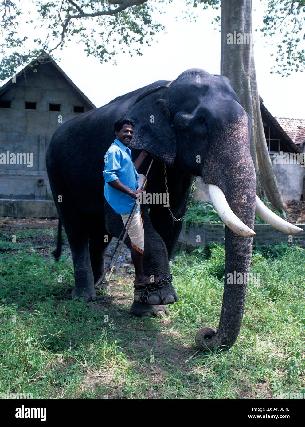 Kerala Domestic Animals Stock Photos & Kerala Domestic Animals Stock ...