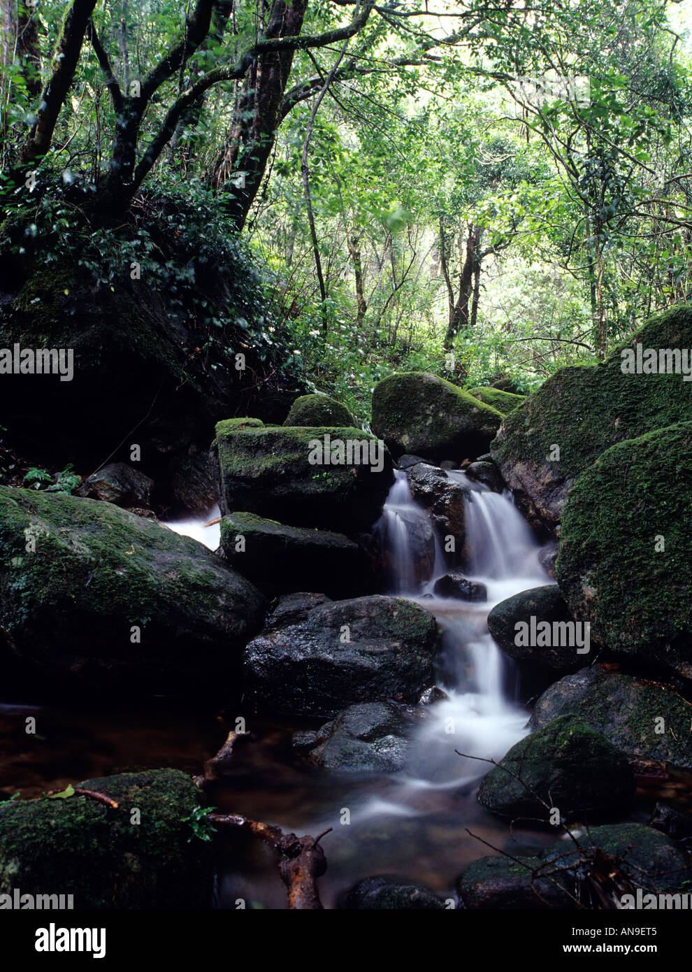 JUNGLE STREAM IN WAYANAD KERALA Stock Photo - Alamy