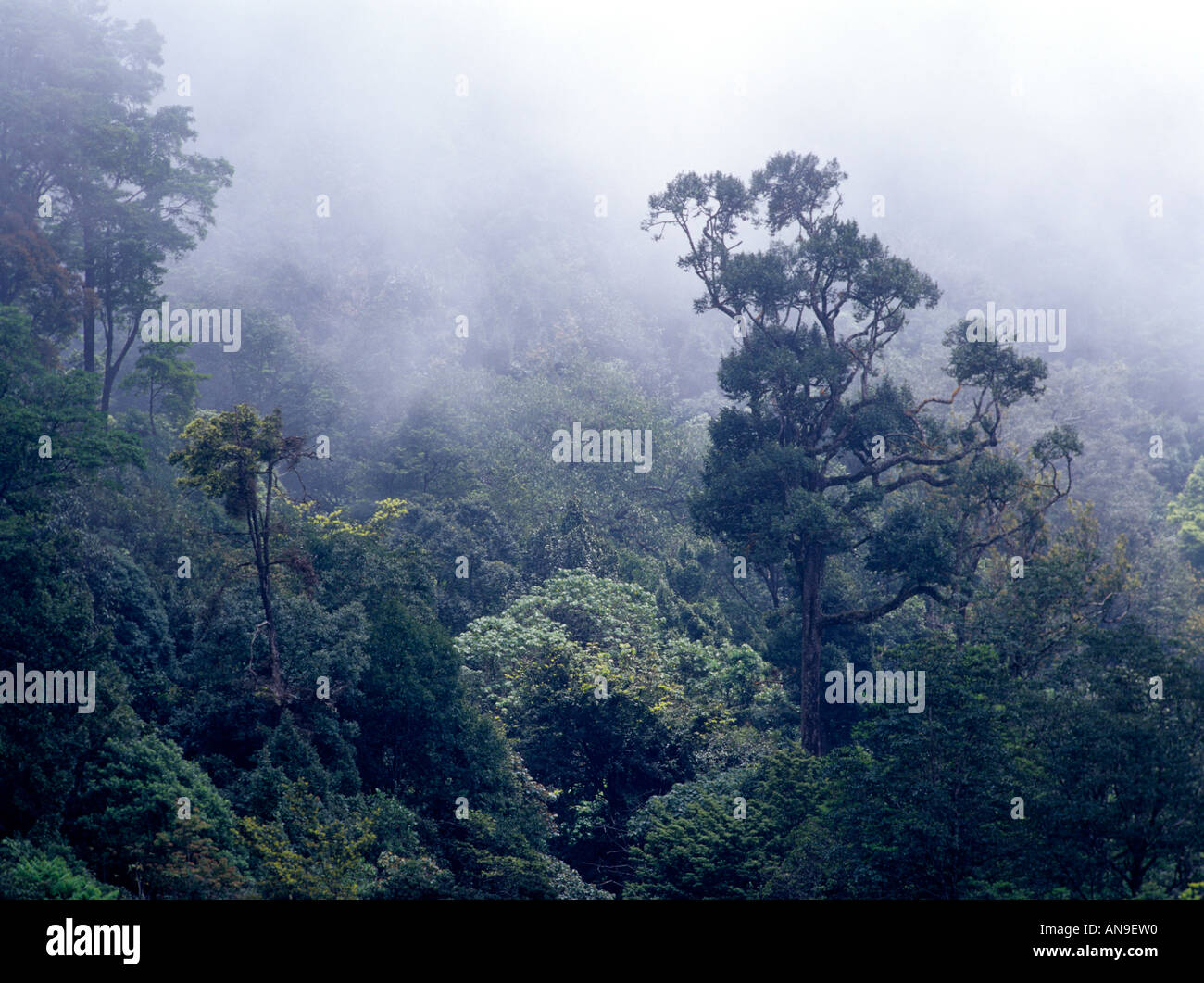 FOREST IN WAYANAD KERALA Stock Photo - Alamy