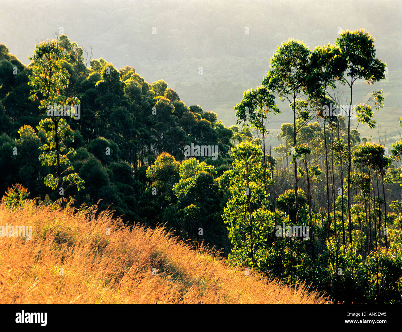 SURYANELLI NEAR MUNNAR KERALA Stock Photo - Alamy