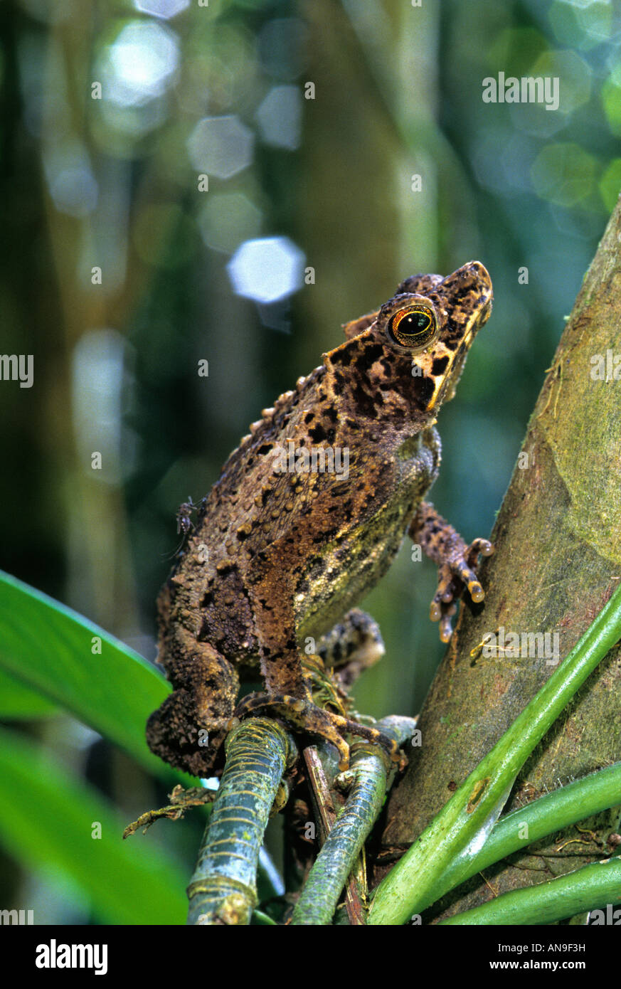 Peruvian Amazon. Toad on a branch, with mosquito feeding, Bufo sp Stock ...