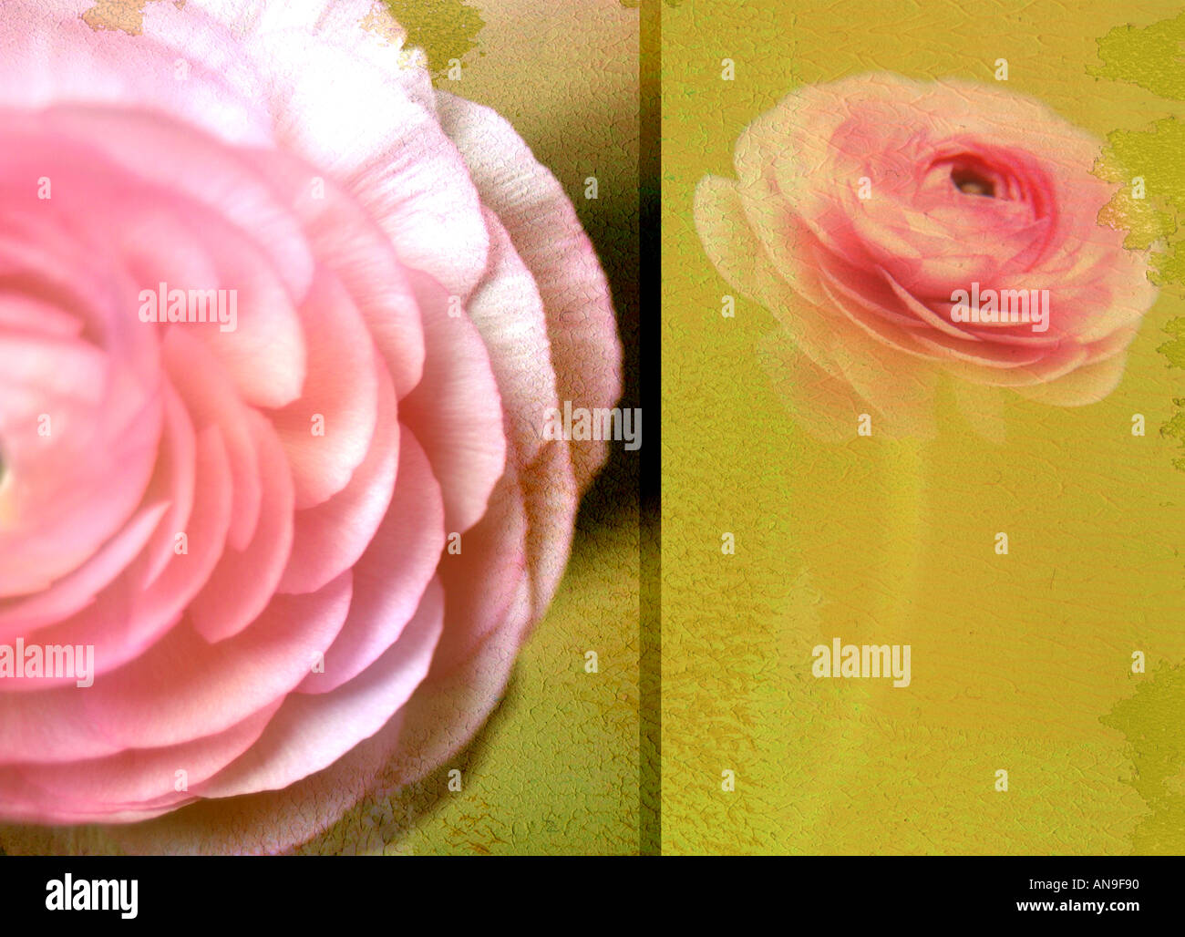 2 with flowers hi-res stock photography and images - Alamy