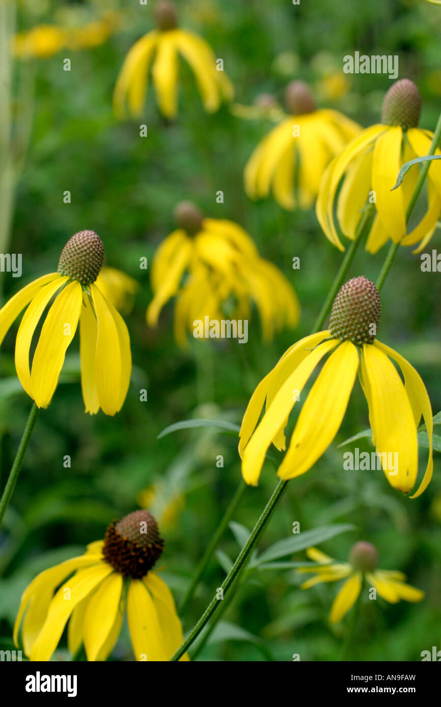 Ratibida pinnata hi-res stock photography and images - Alamy
