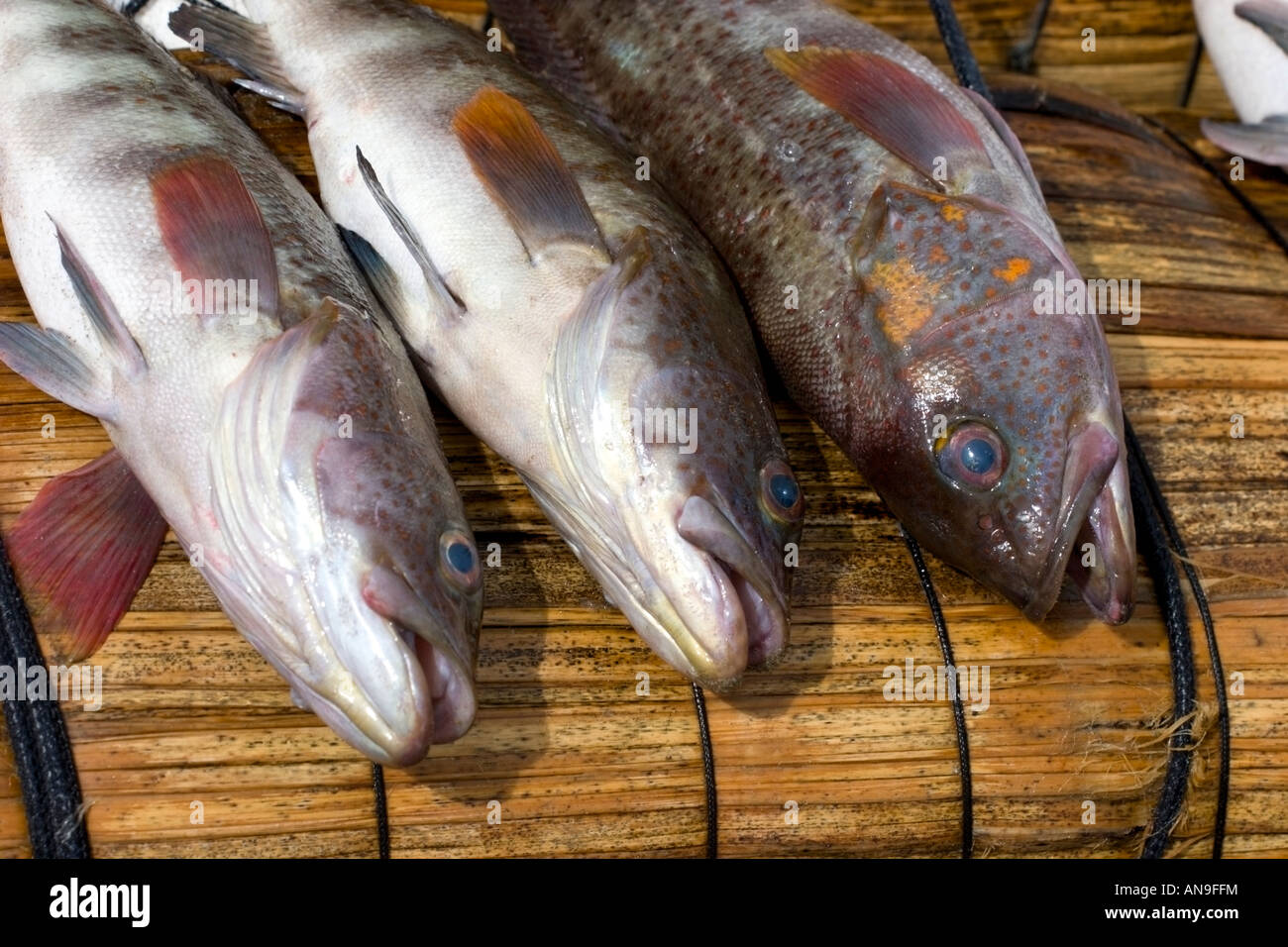 Pimental hi-res stock photography and images - Alamy