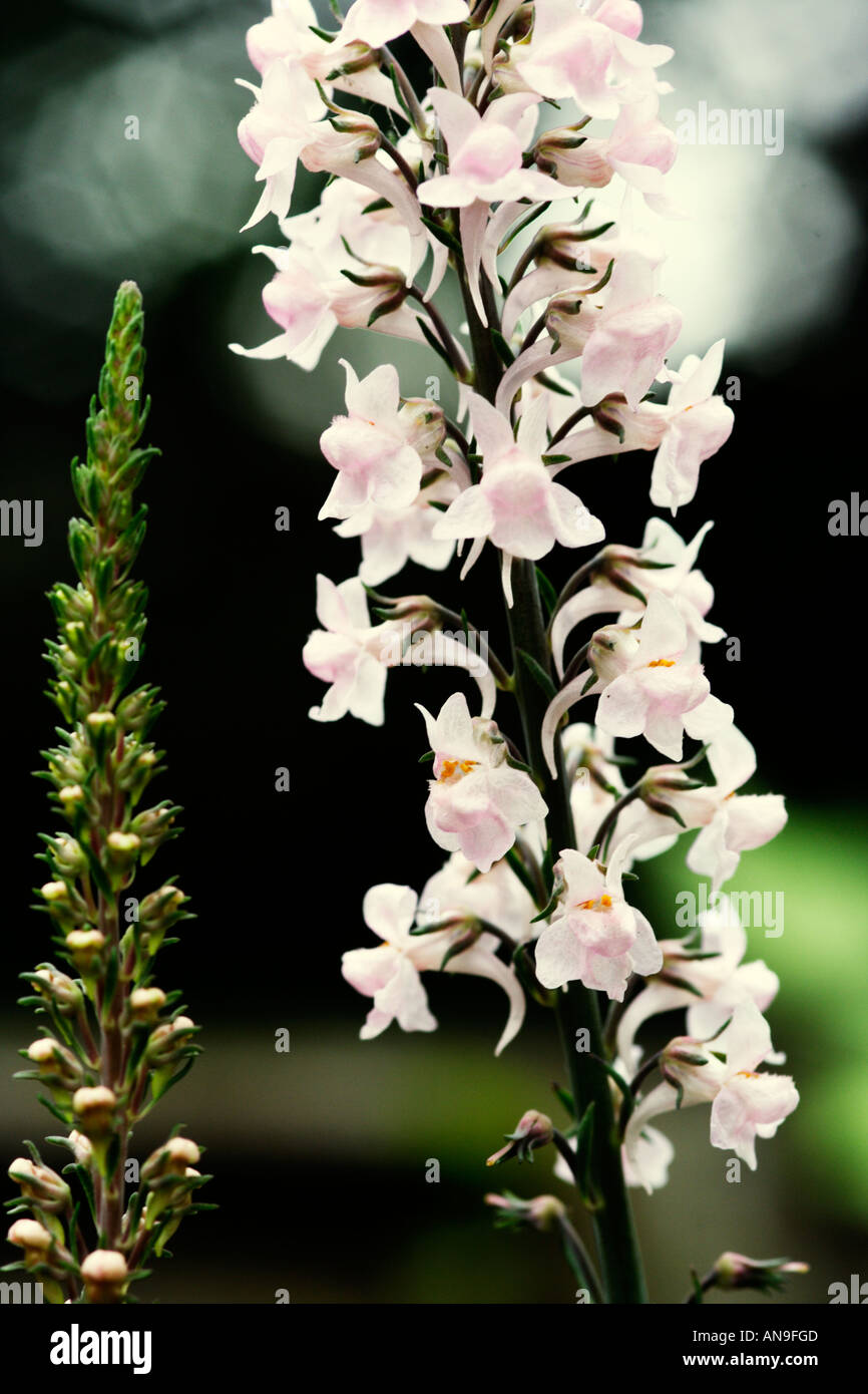 Tall speedwell hi-res stock photography and images - Alamy