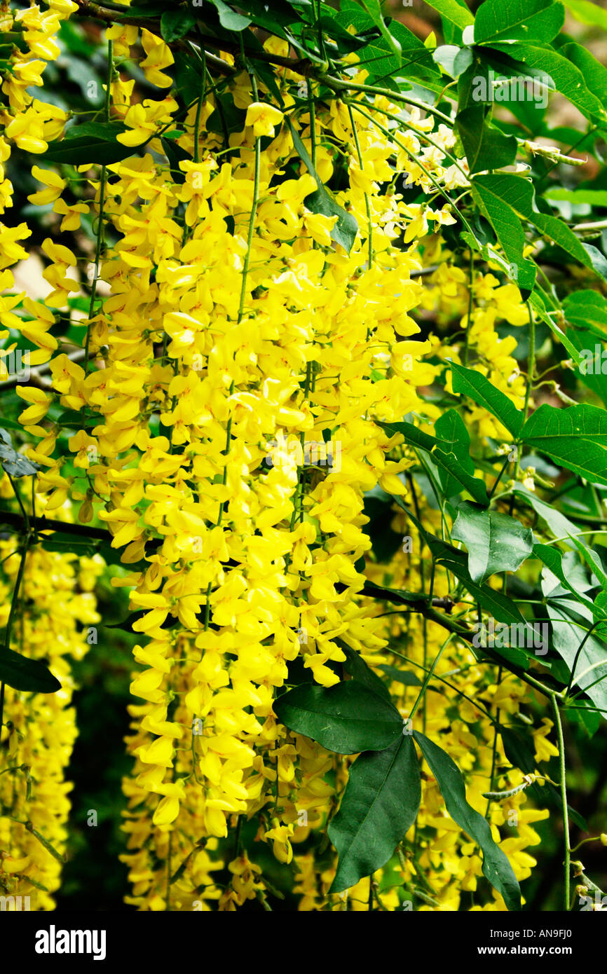 Yellow wisteria tree hi-res stock photography and images - Alamy