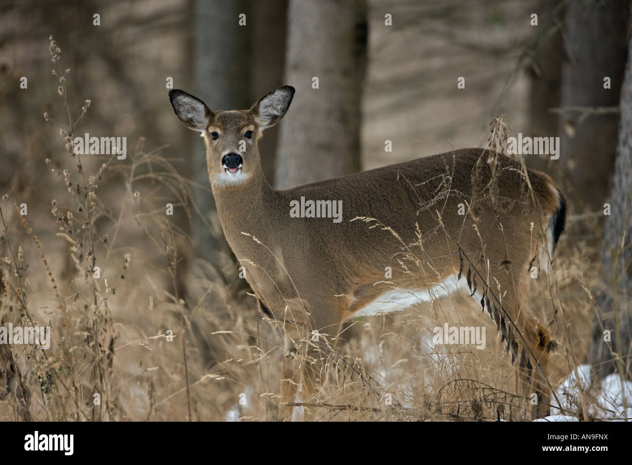 White-tailed Deer Odocoileus virginianus New York Doe Standing in snow ...
