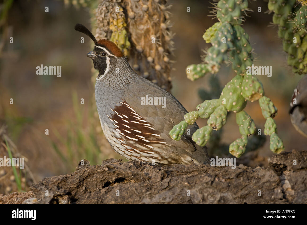 Gambels quail male perched hi-res stock photography and images - Alamy