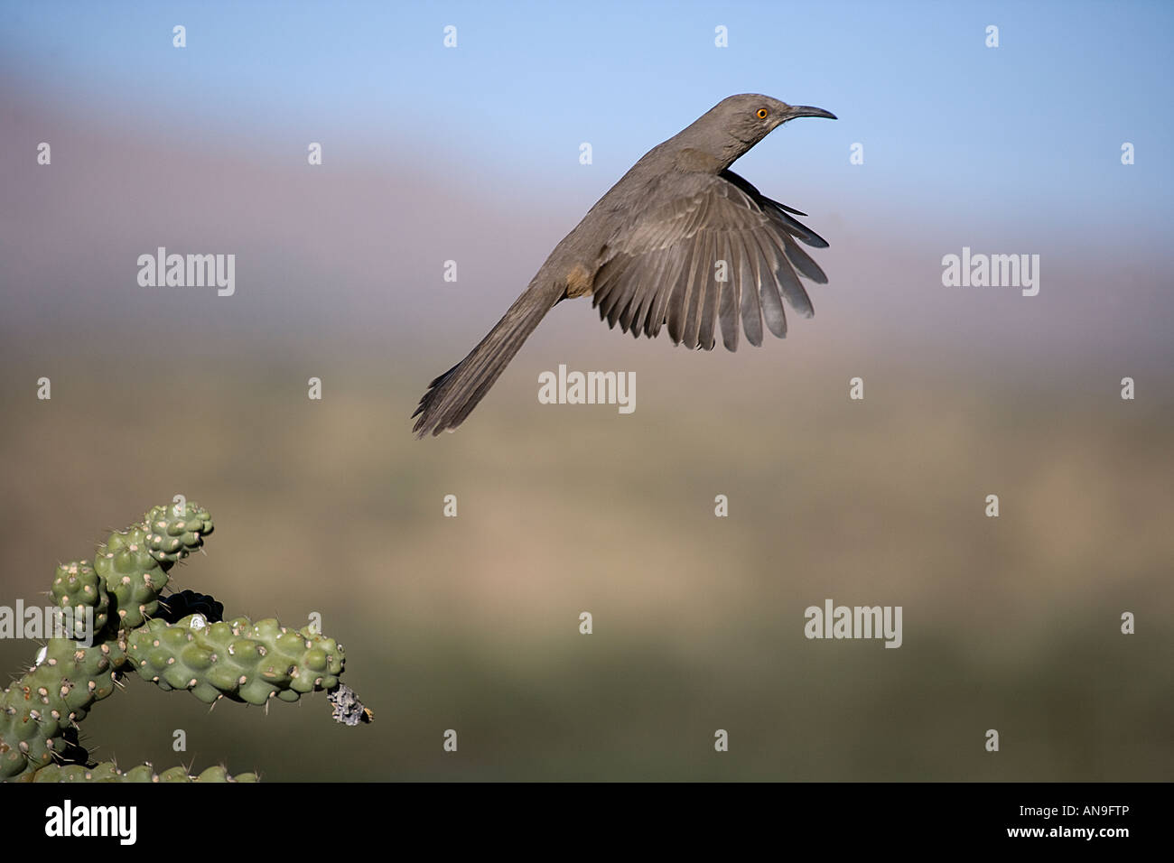 Curve Billed Thrasher