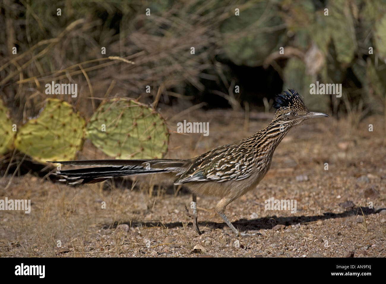 Greater Roadrunner Walking in Sonoran Desert of Arizona Stock Photo - Alamy