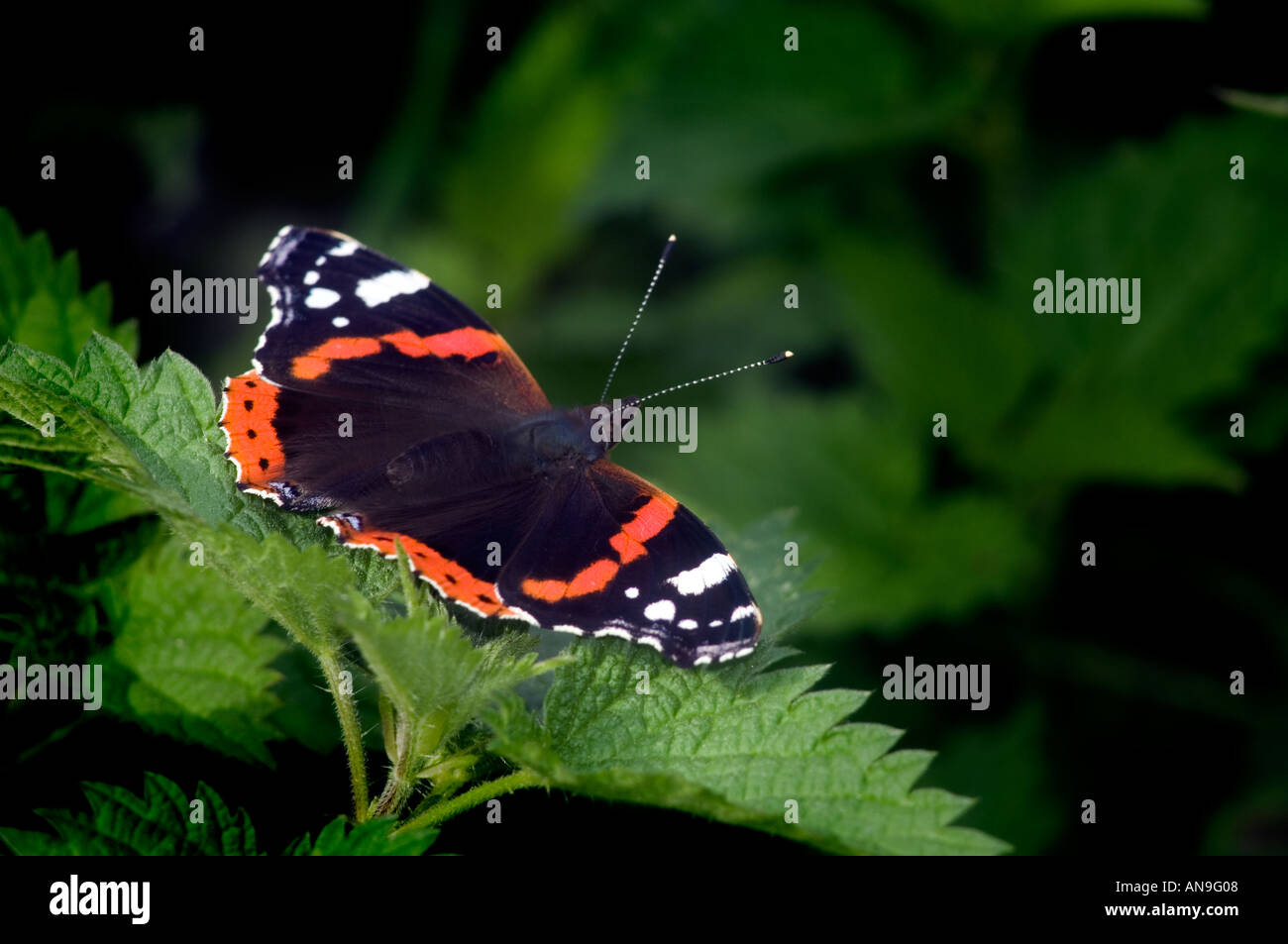Red admiral butterfly spring hi-res stock photography and images - Alamy