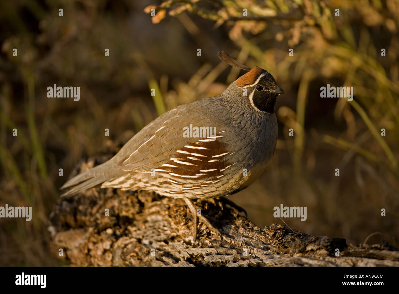 Gambels quail male perched hi-res stock photography and images - Alamy