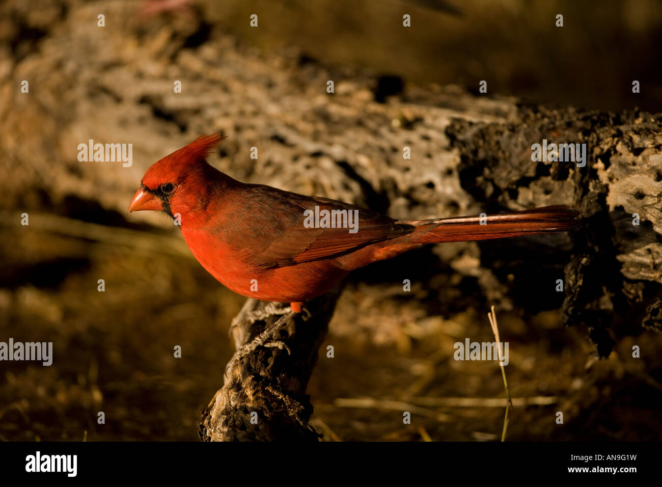 Northern Cardinal Cardinalis cardinalis Arizona Sonoran Desert Male ...