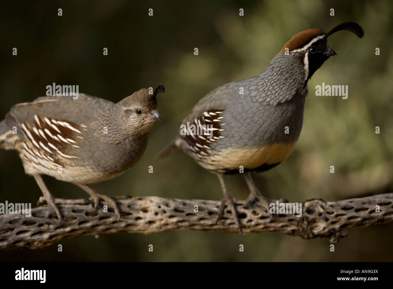 Gambels quail male perched hi-res stock photography and images - Alamy