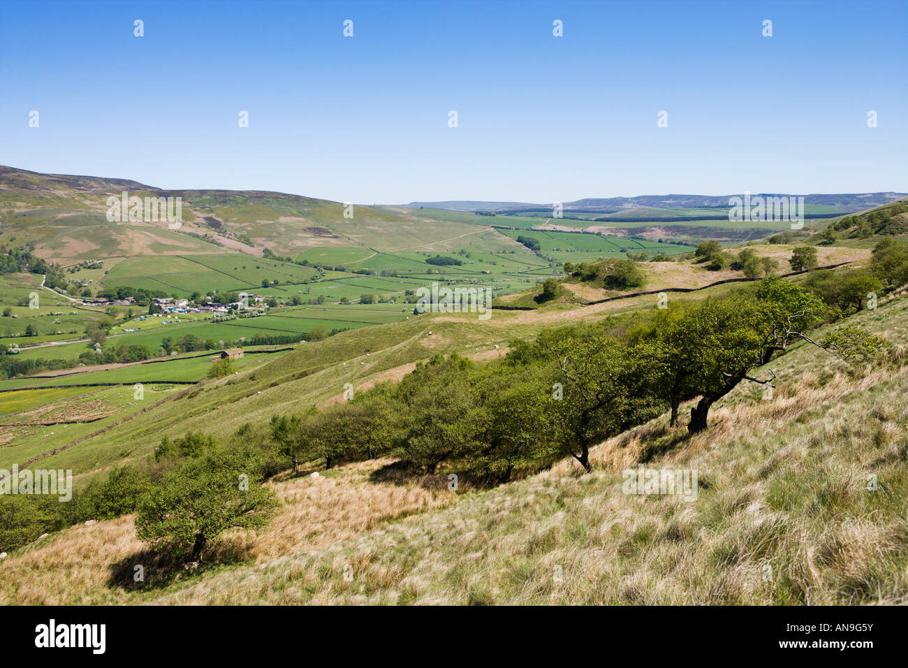 Trees Growing On The Steep Sides Of "Back Tor" Next To "Mam Tor ...