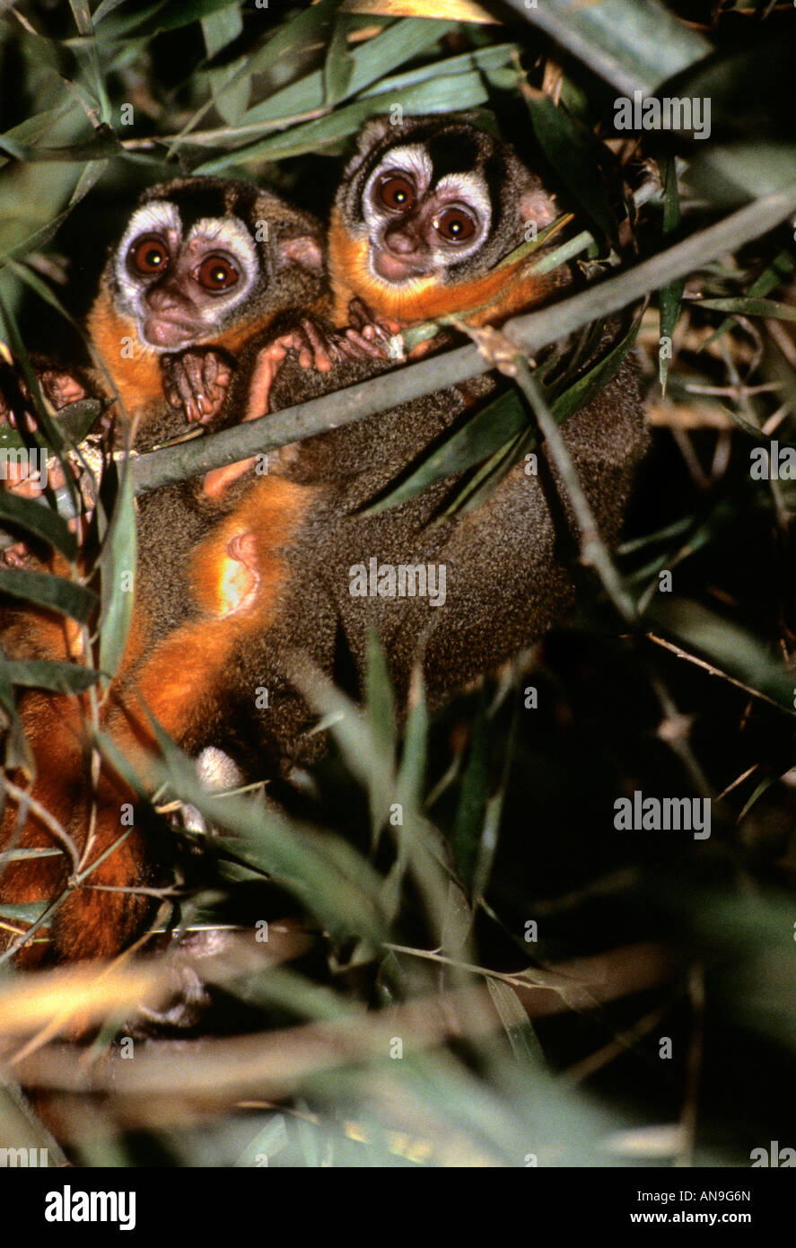 Night or owl Monkey (Aotus miconax). Only nocturnal new world monkey ...