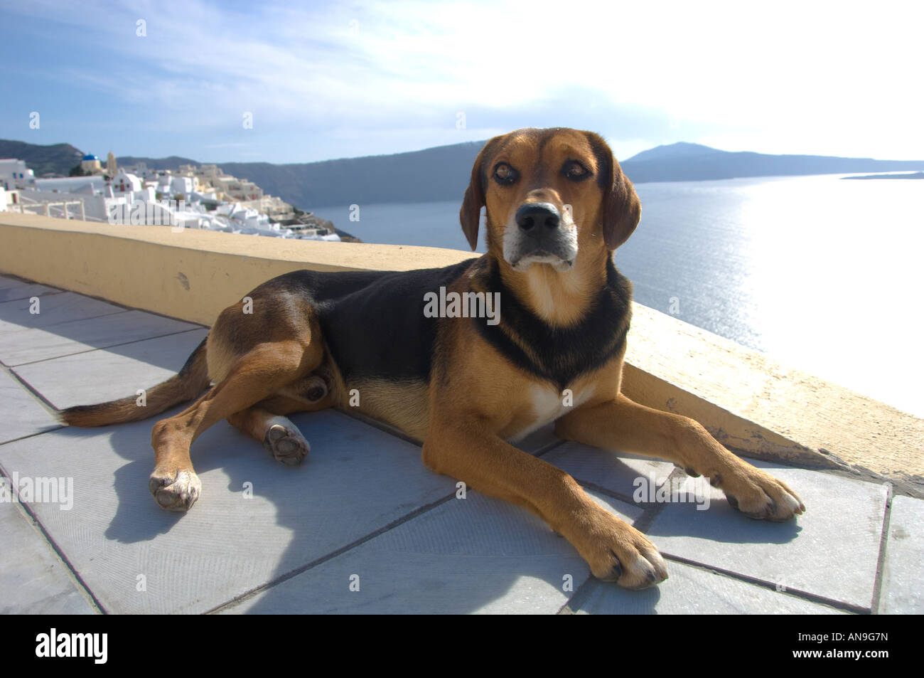 Dog in Oia Stock Photo - Alamy