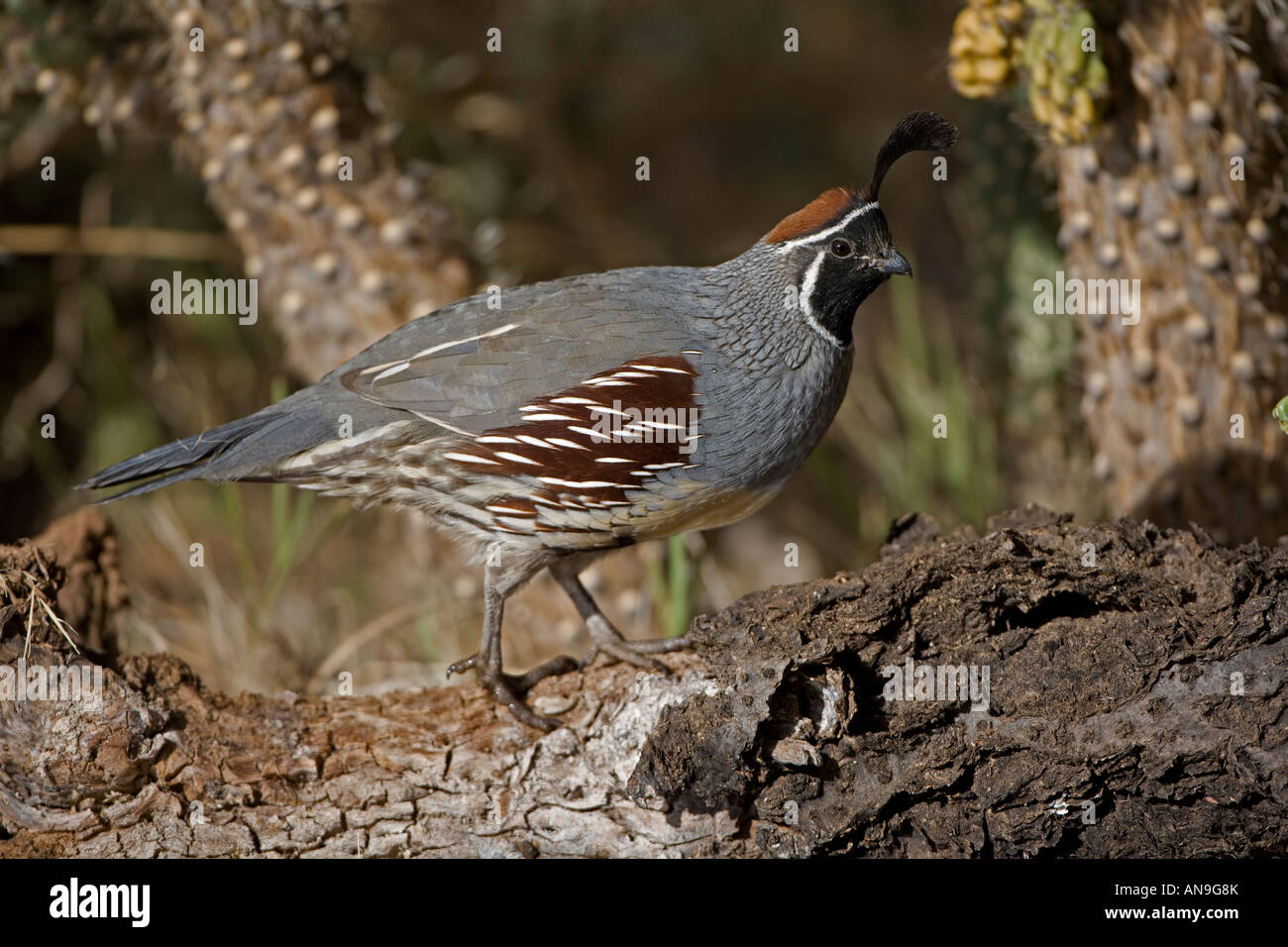 Gambel's quail on cactus hi-res stock photography and images - Alamy