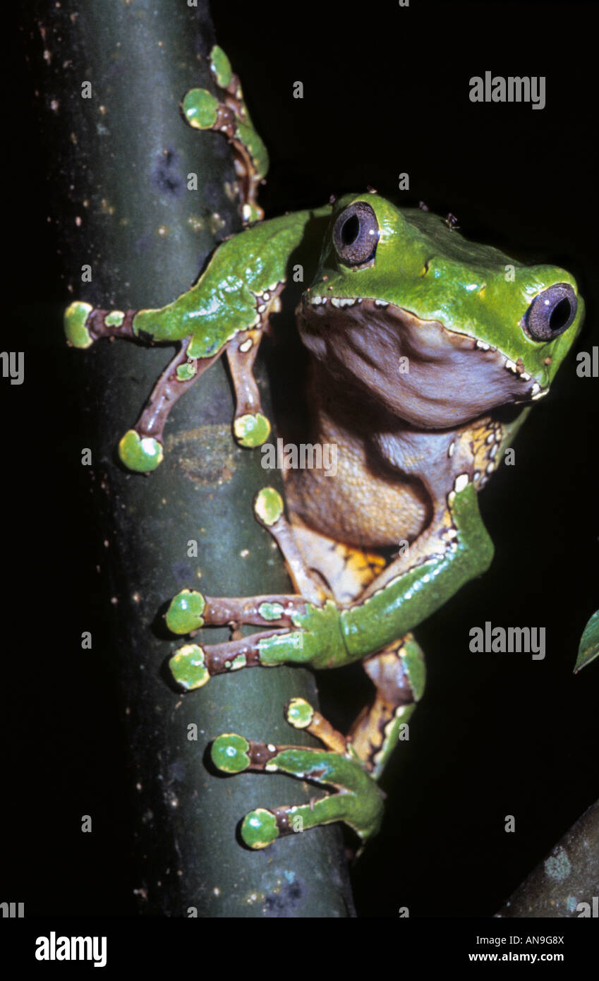 Peru Medicinal tree frog Phyllomedusa bicolor Stock Photo - Alamy