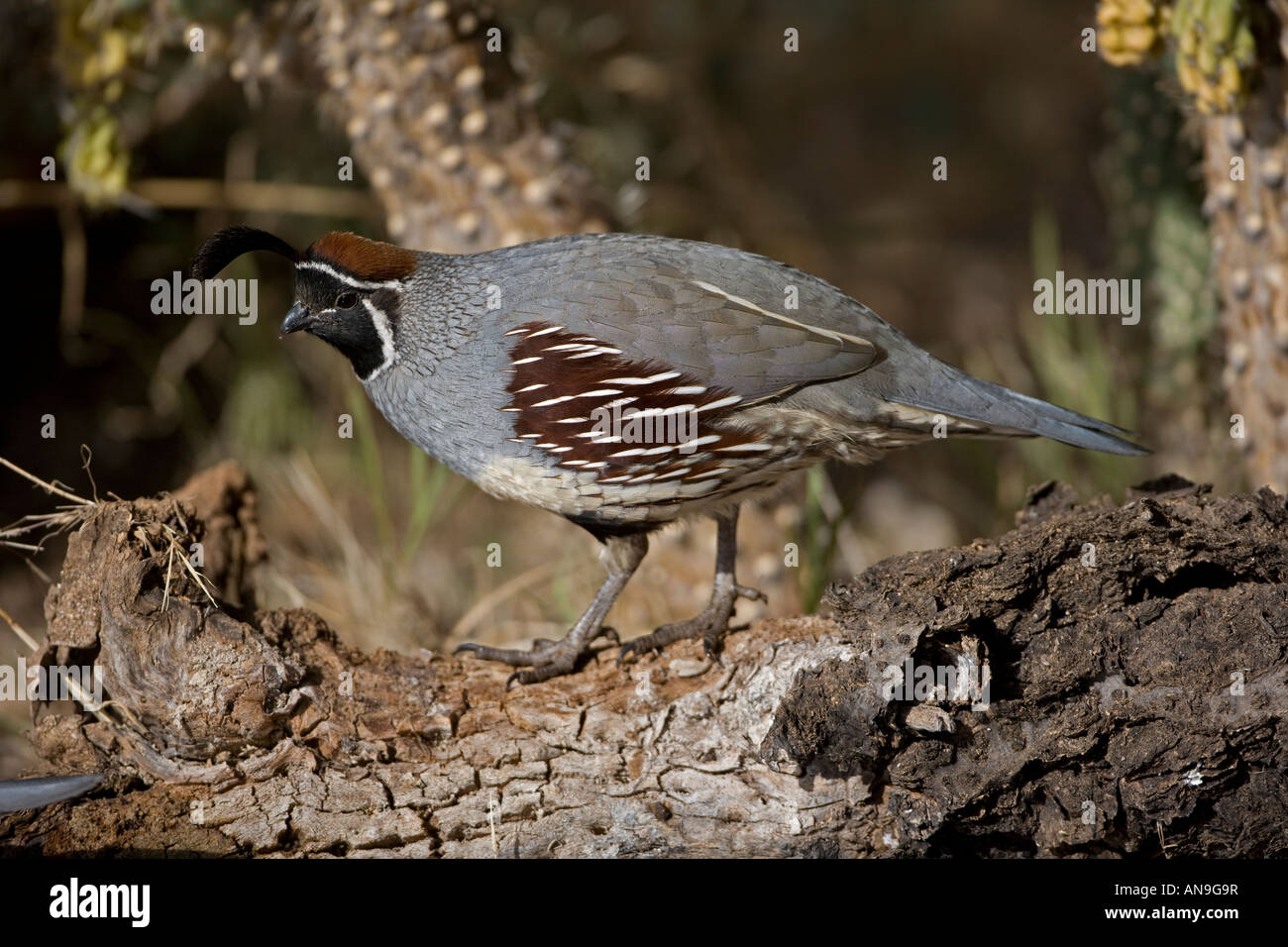 [Gambel's Quail] Callipepla gambelii male [Sonoran Desert] on dead ...