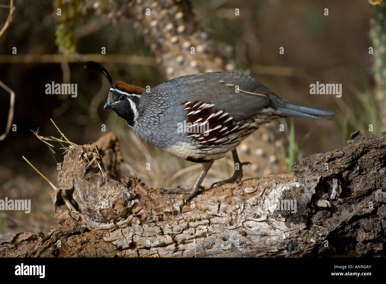 Gambels quail male perched hi-res stock photography and images - Alamy