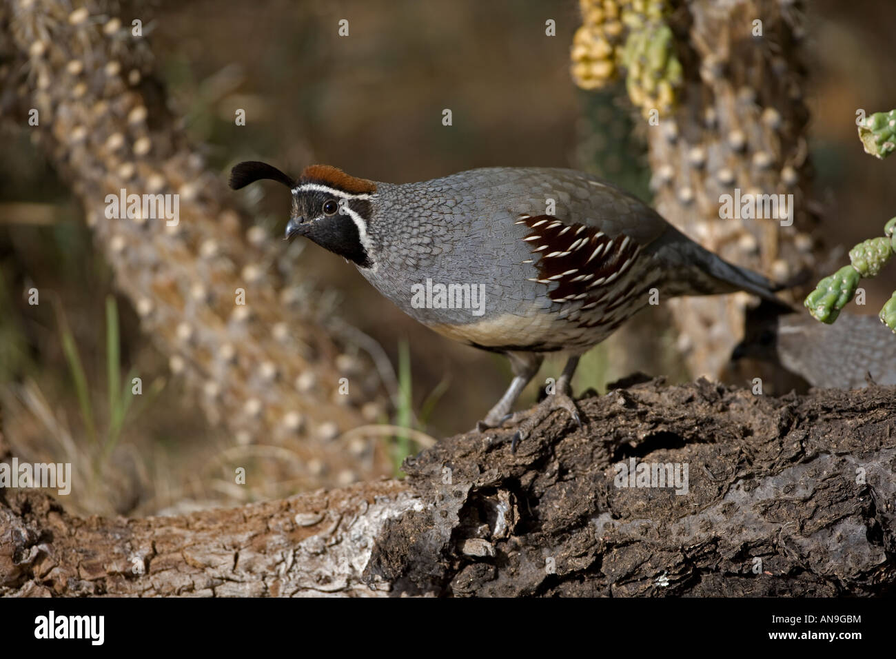 [Gambel's Quail] Callipepla gambelii male [Sonoran Desert] on dead ...