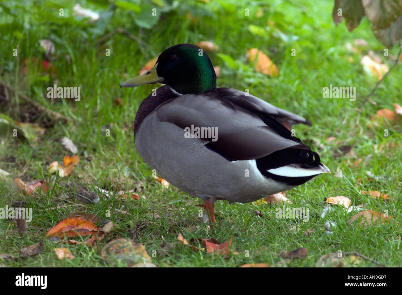 Asian bird flu threat hi-res stock photography and images - Alamy