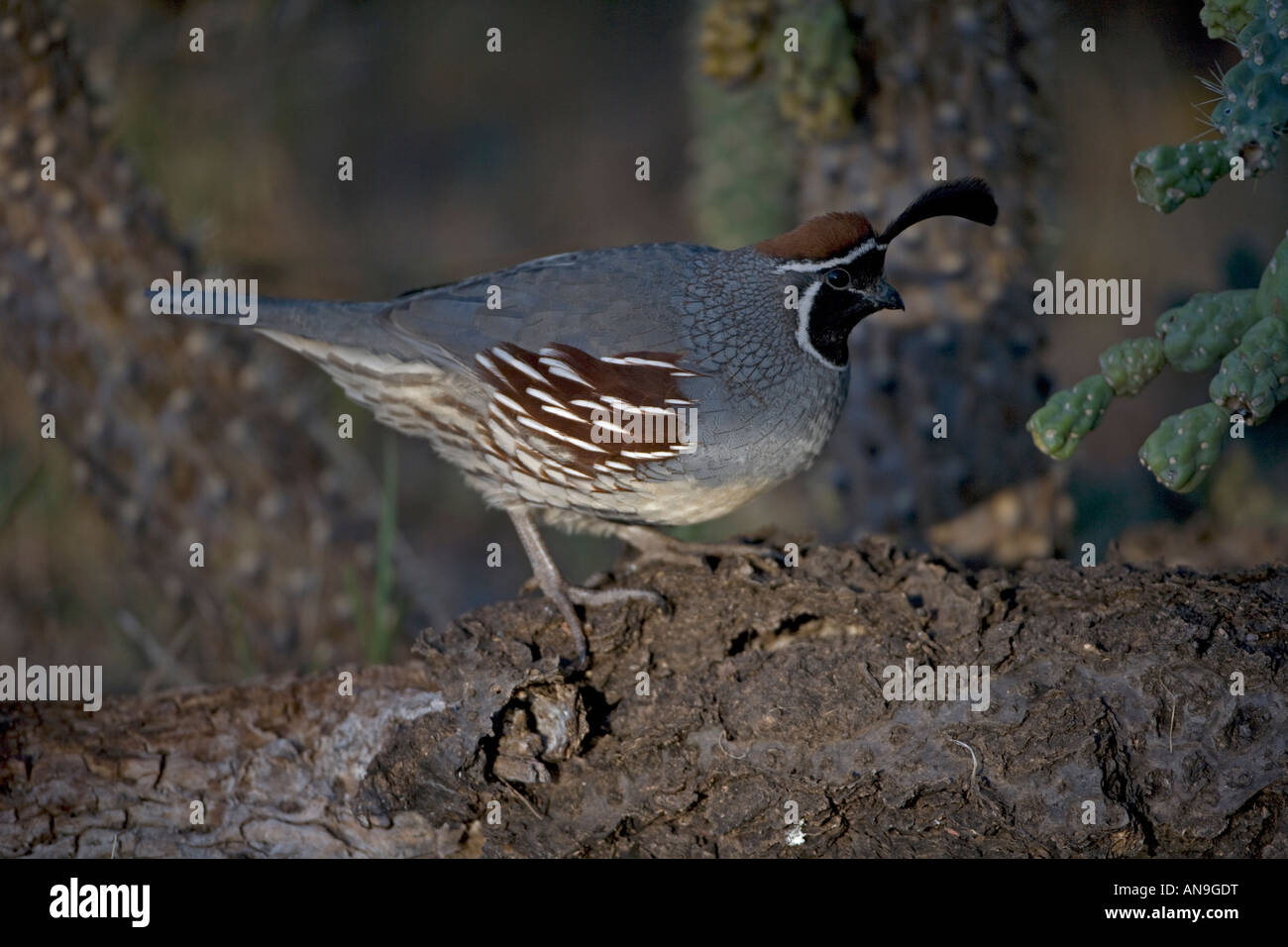 Gambel's quail on cactus hi-res stock photography and images - Alamy