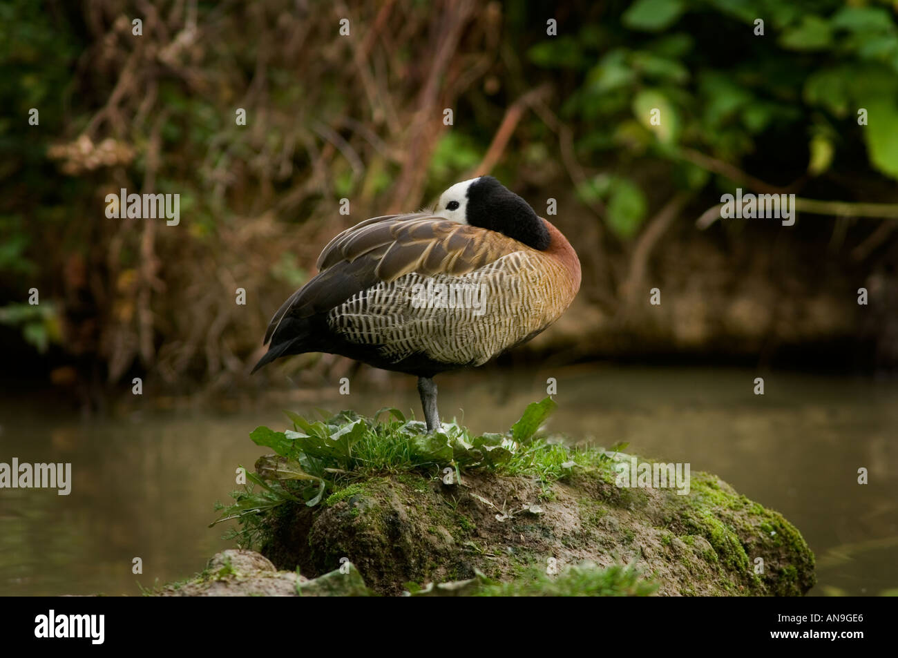 Asian bird flu threat hi-res stock photography and images - Alamy
