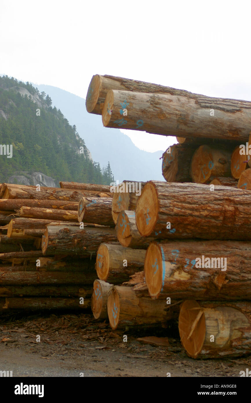 Timber harvesting canada hi-res stock photography and images - Alamy