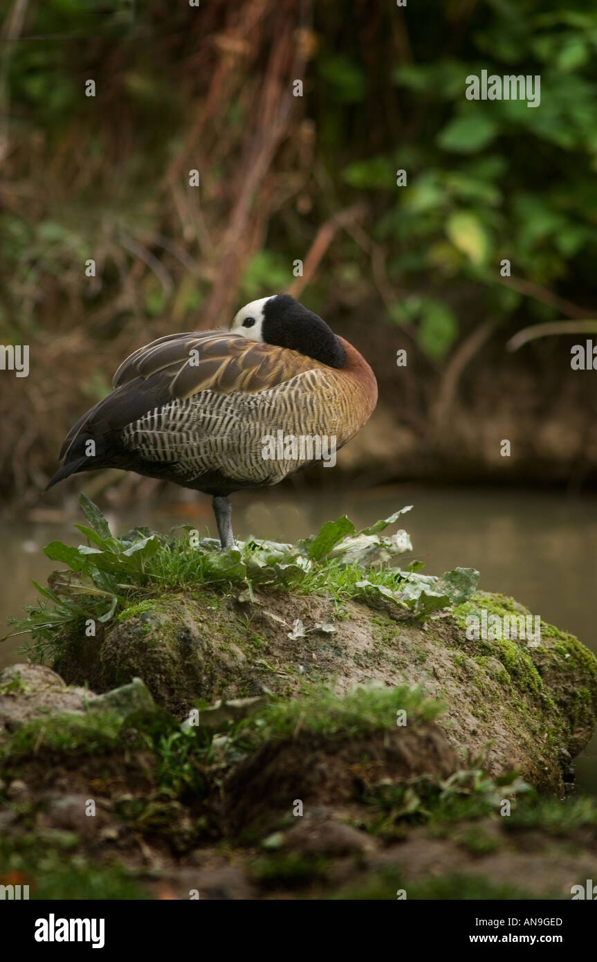 Asian bird flu threat hi-res stock photography and images - Alamy