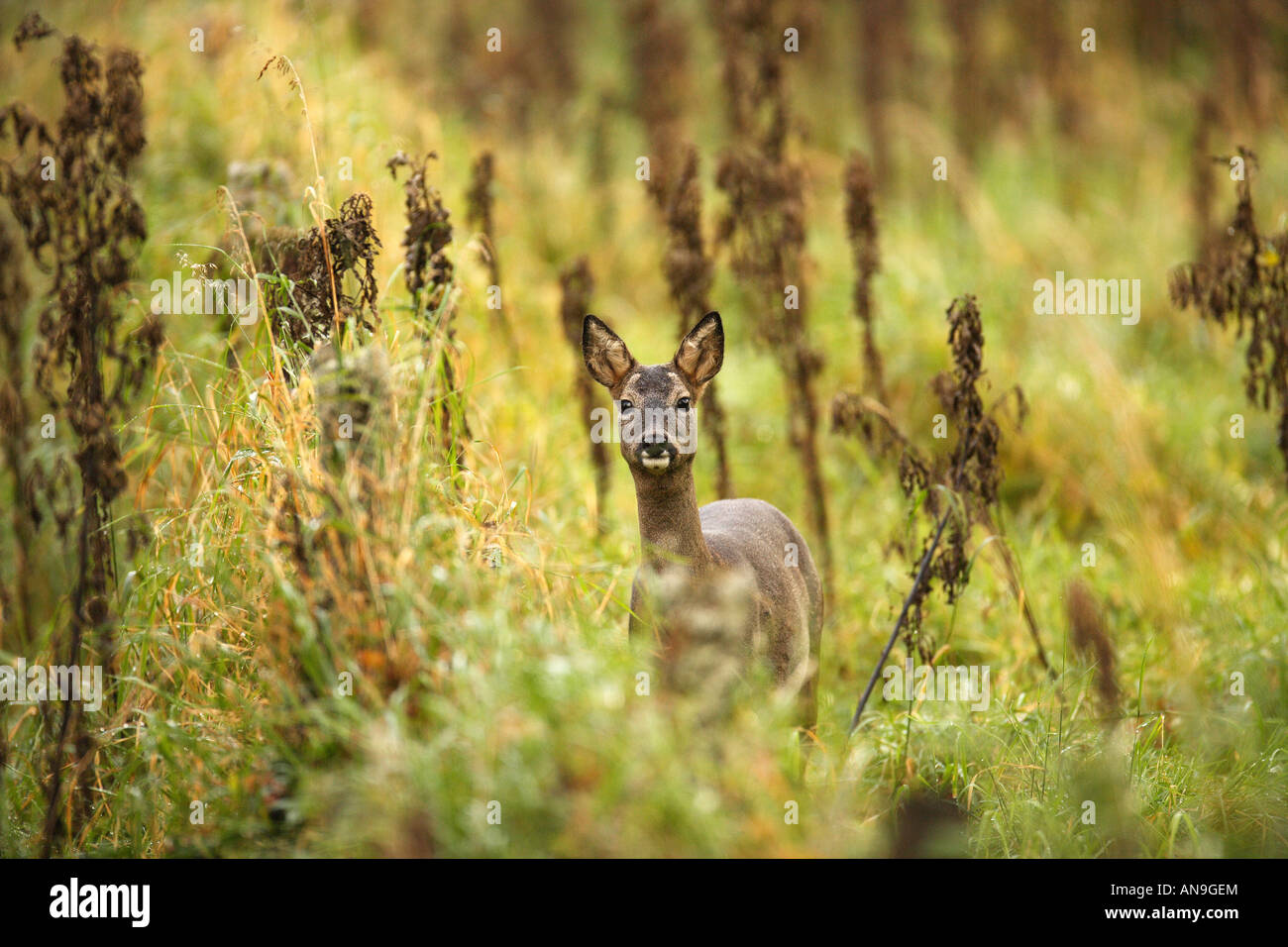 Roe Deer, Deer Stalking, Stag Stock Photo - Alamy