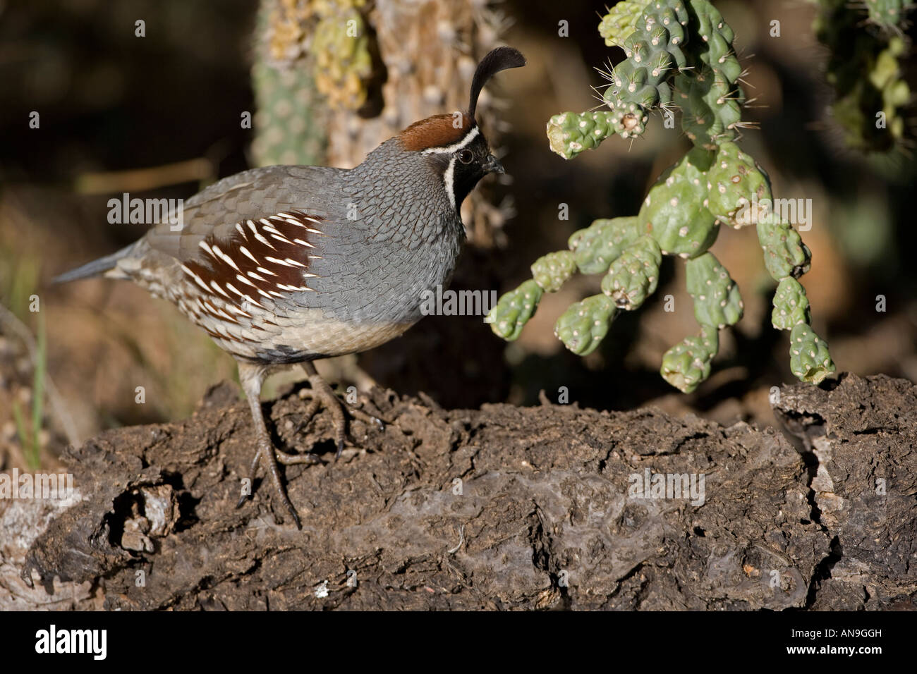 [Gambel's Quail] Callipepla gambelii male [Sonoran Desert] on dead ...