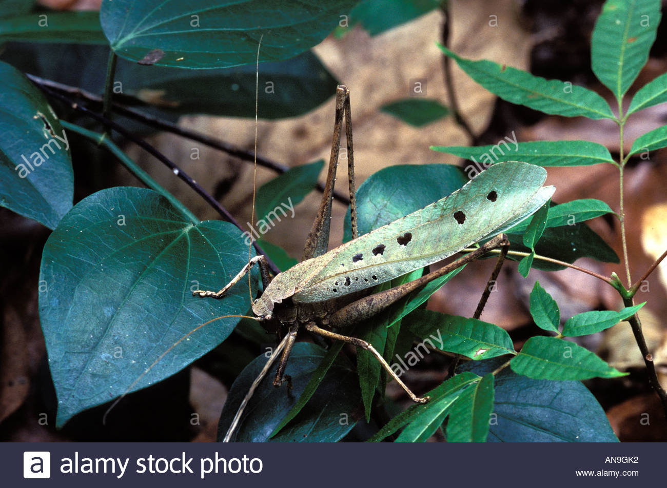 Phylliidae Stock Photos & Phylliidae Stock Images - Alamy