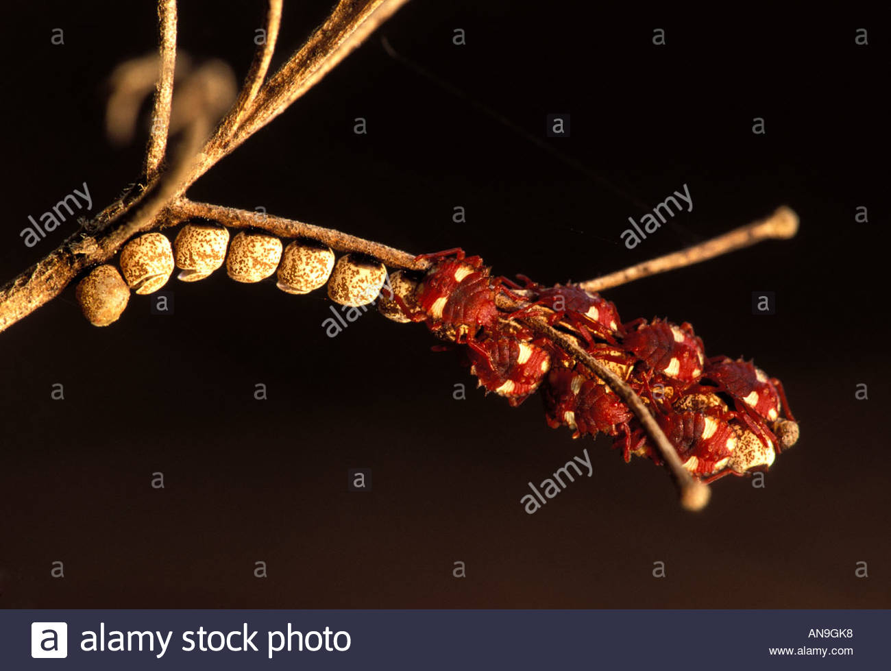 Tick Egg Stock Photos & Tick Egg Stock Images - Alamy